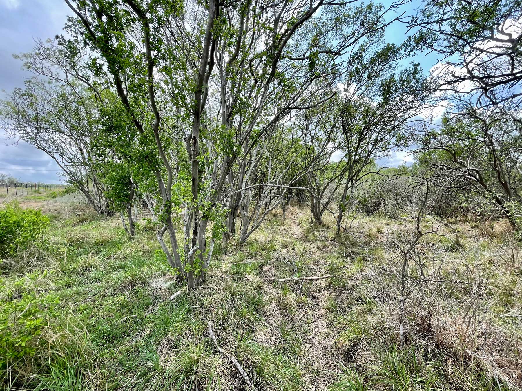 Moore Hills Ranches - Texas Ranch Kings Realty