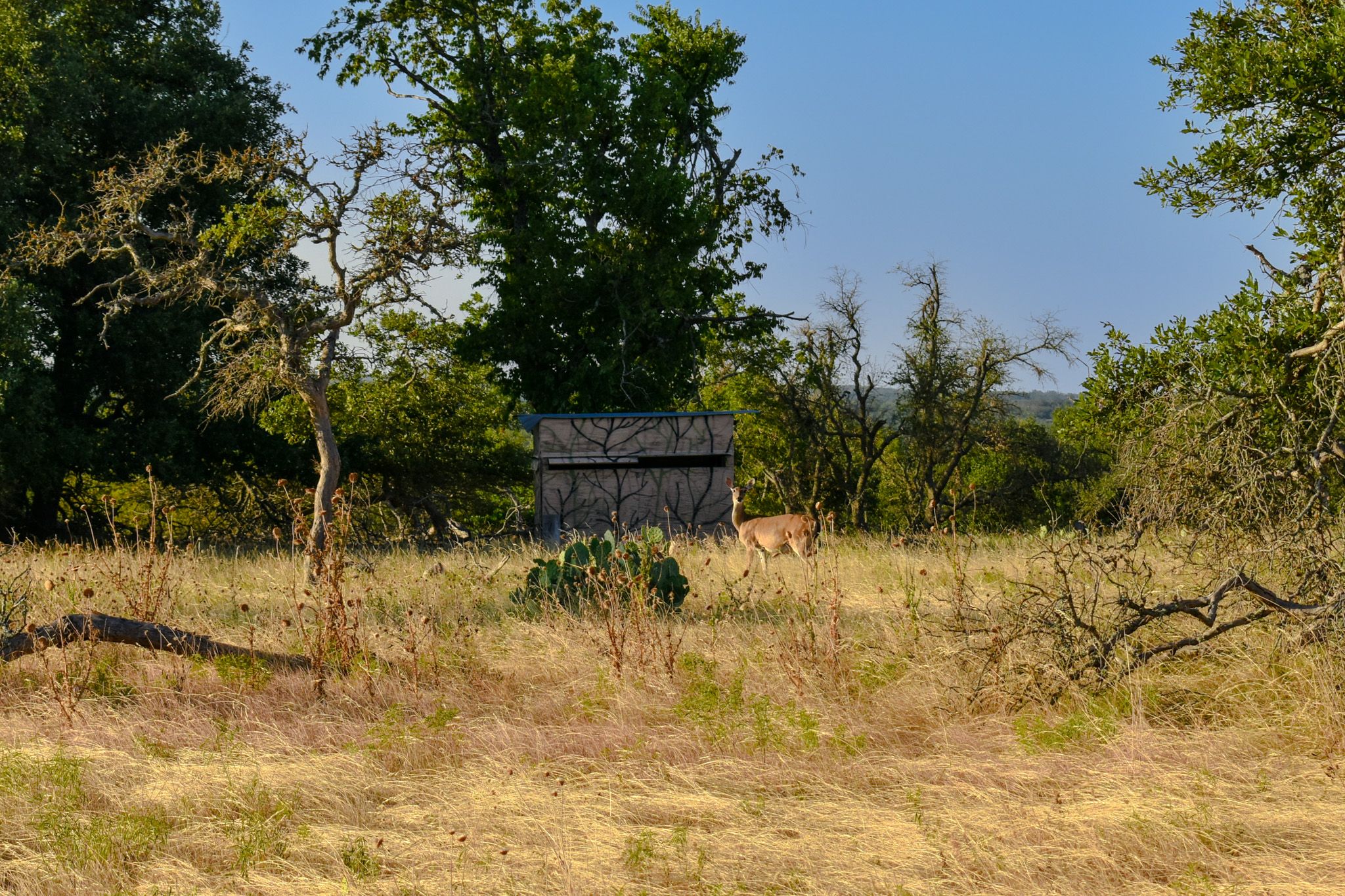 Pecan Springs Ranch - Texas Ranch Kings Realty