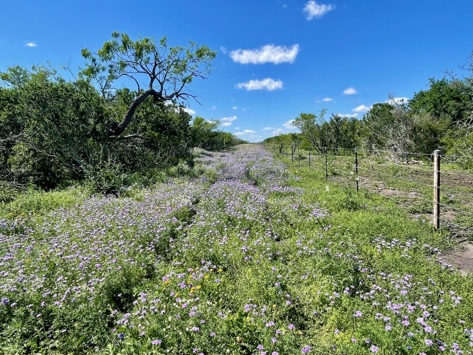 Triple E Ranch - Texas Ranch Kings Realty