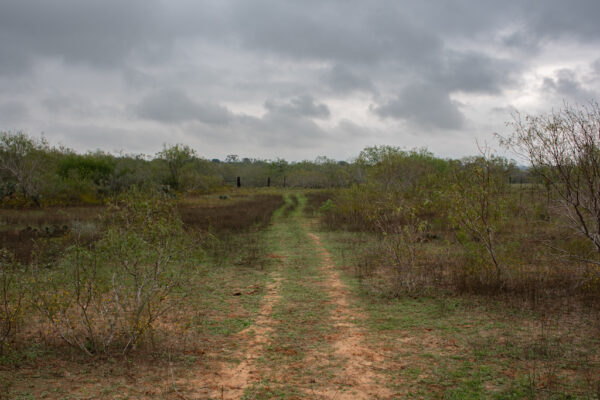 Picosa Creek Ranch - Texas Ranch Kings Realty