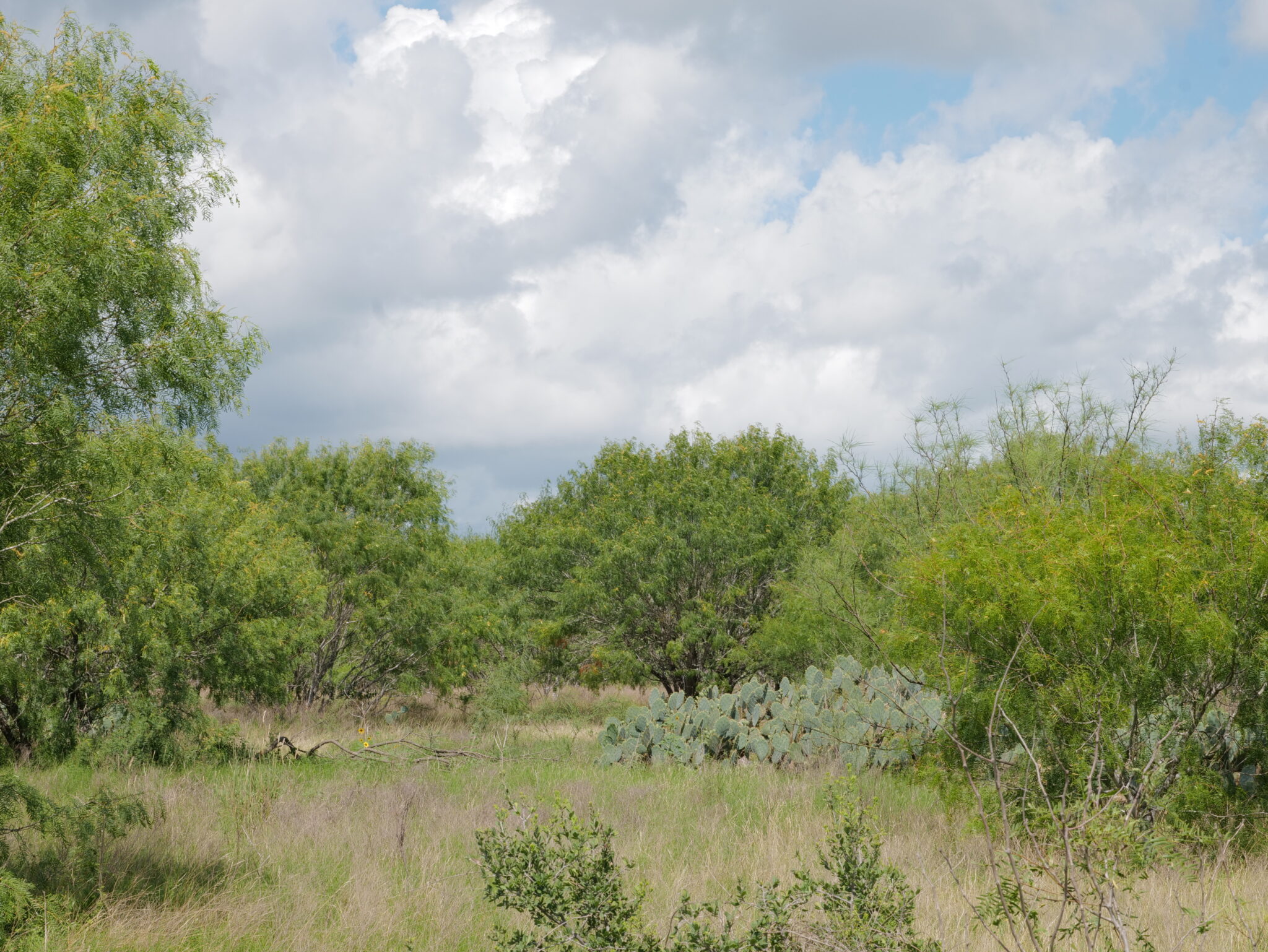Hobson Ranchettes - Texas Ranch Kings Realty